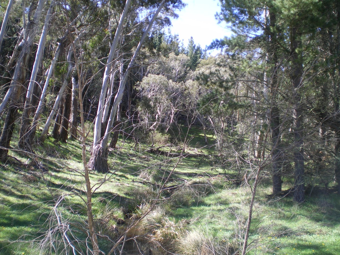 1628 Jerangle Road, Anembo NSW 2621 | Allhomes